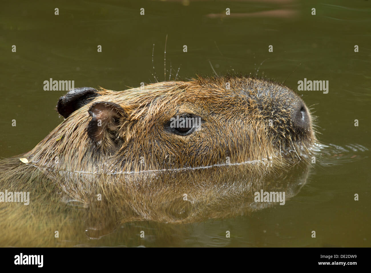 Capibara marrone immagini e fotografie stock ad alta risoluzione - Alamy
