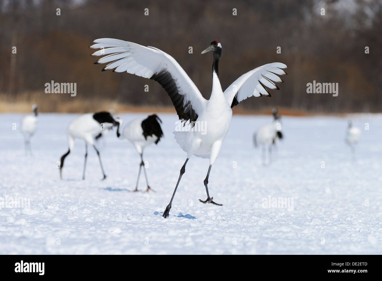 Rosso-Crowned Crane, Giapponese o Gru Gru Manchurian (Grus Japonensis ...