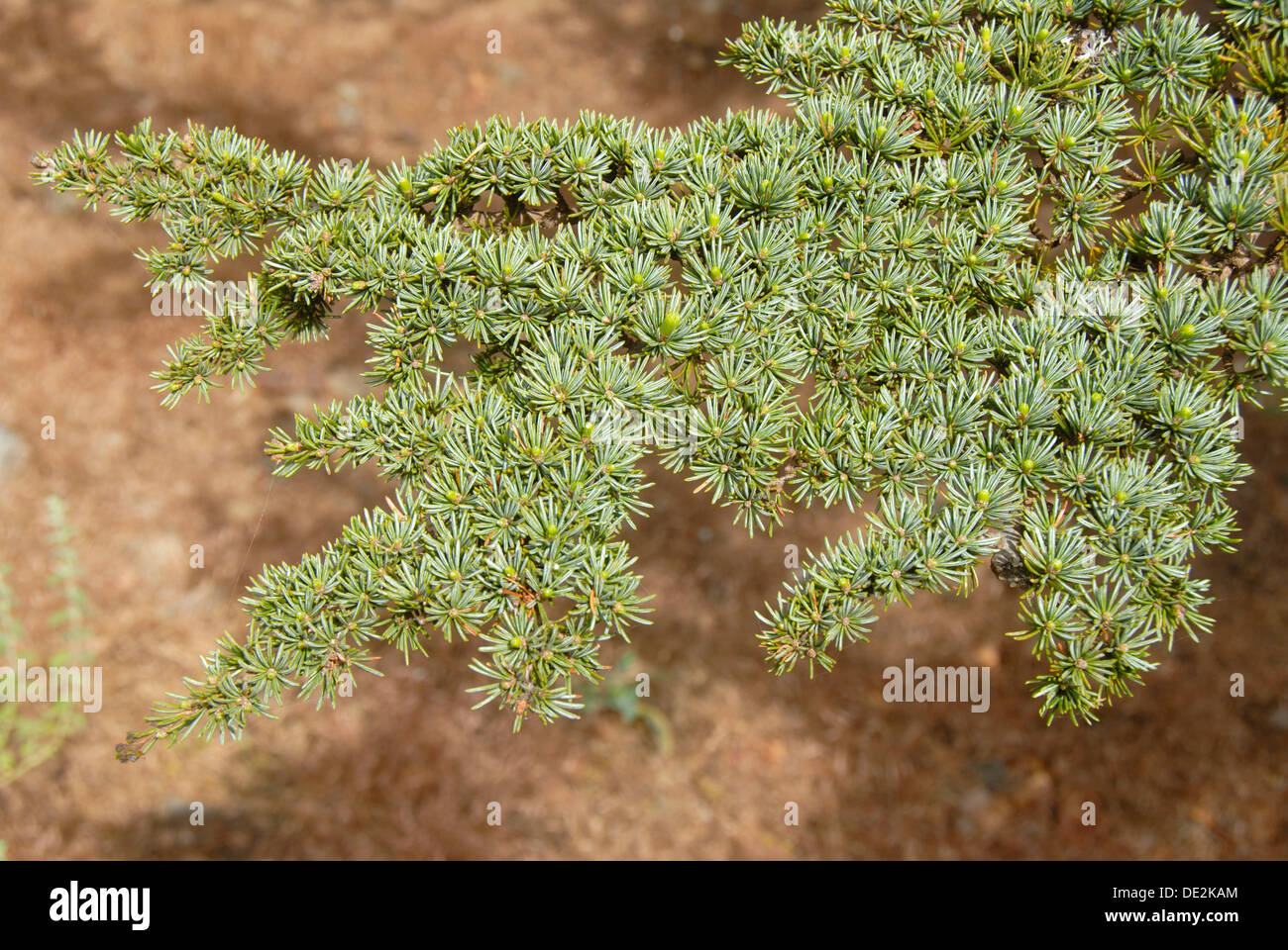 Cedrus libani brevifolia immagini e fotografie stock ad alta ...