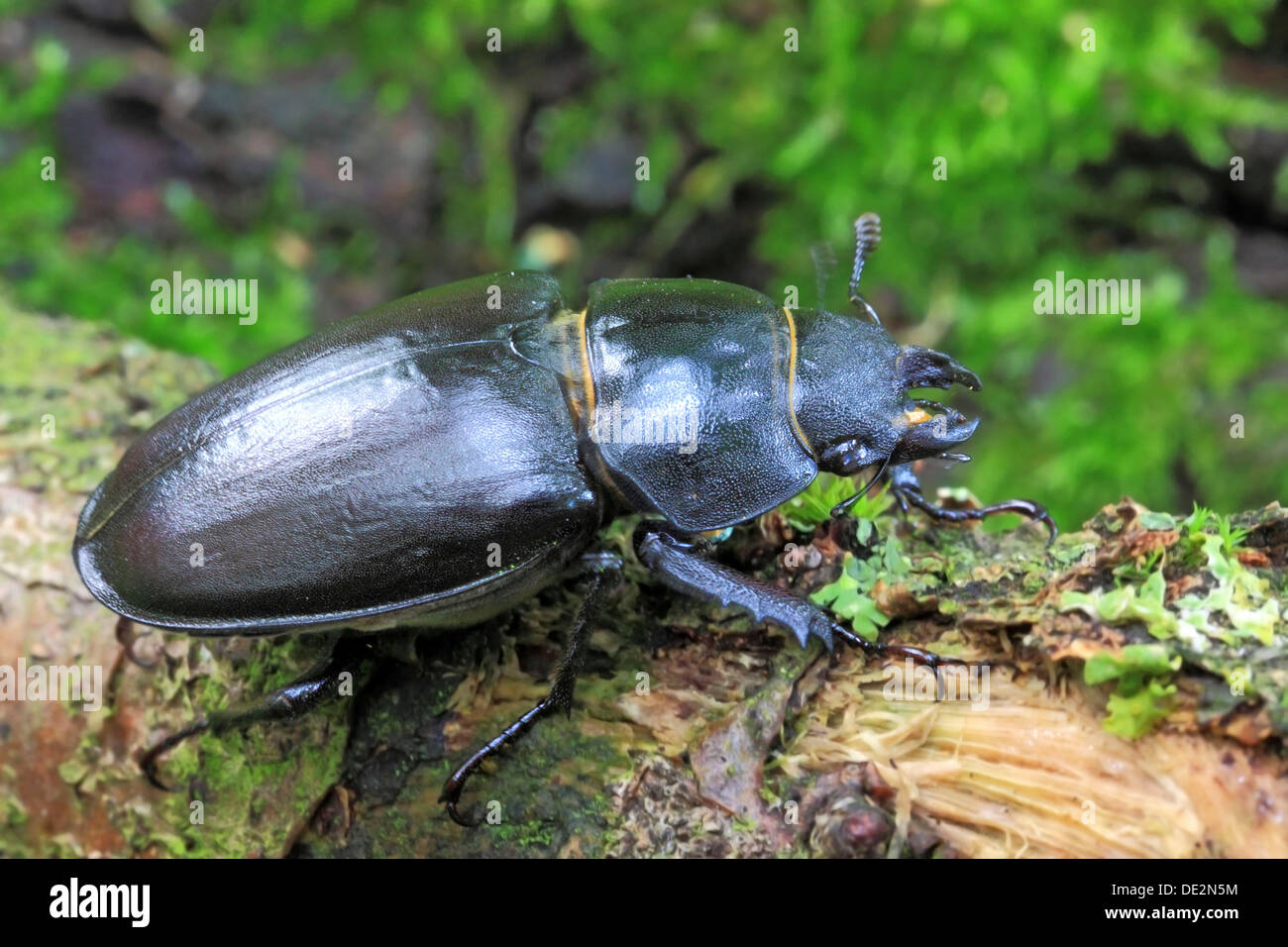 Cervo volante femmina immagini e fotografie stock ad alta risoluzione ...