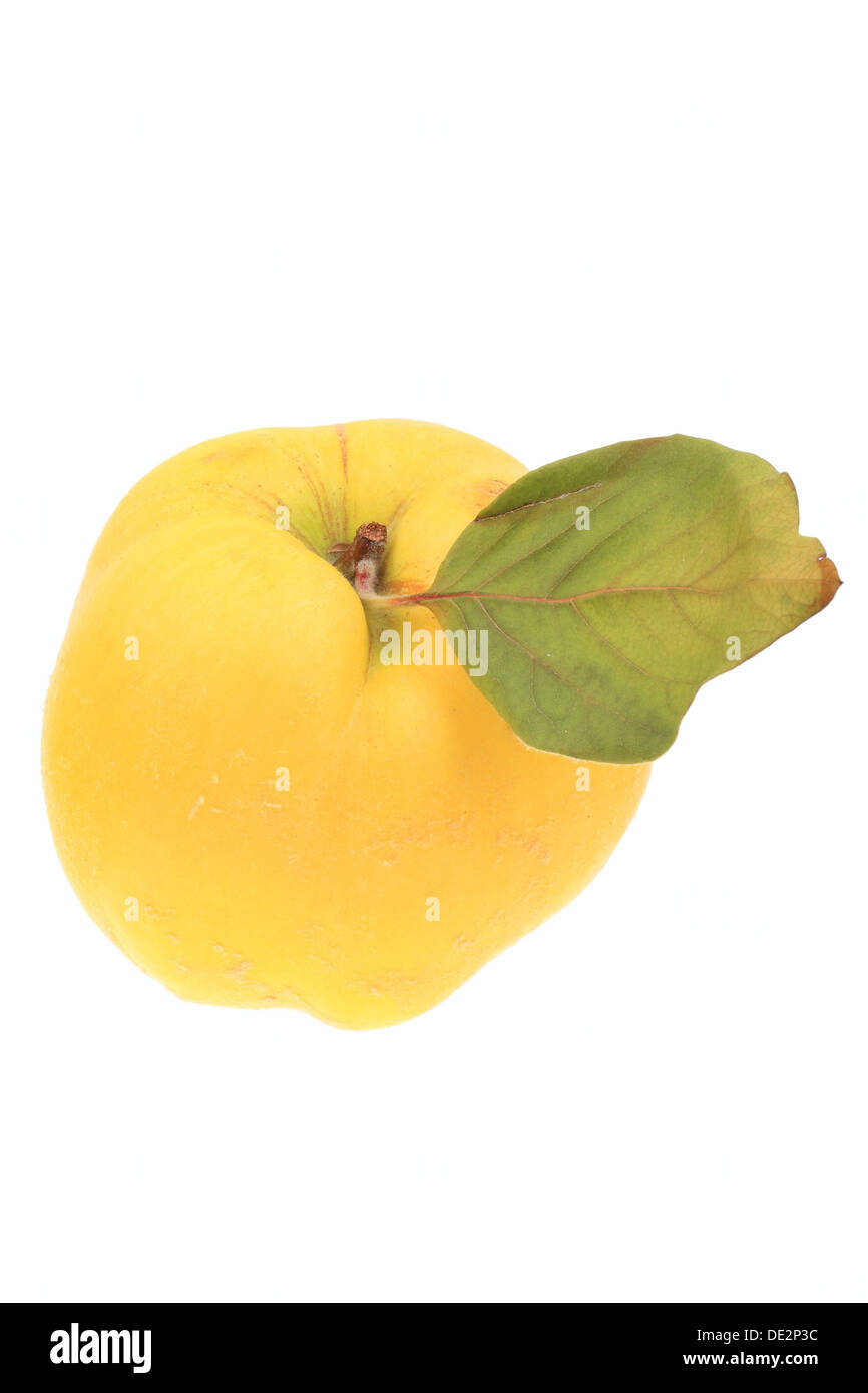 Come mela cotogna immagini e fotografie stock ad alta risoluzione - Alamy