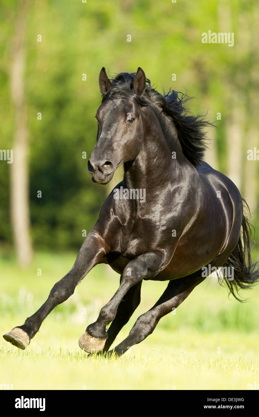 Lo stallone nero immagini e fotografie stock ad alta risoluzione - Alamy