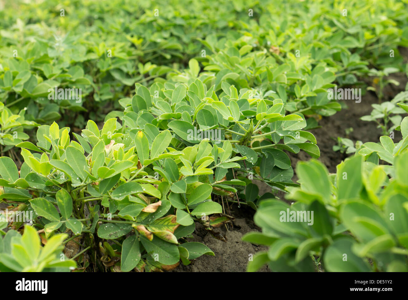Impianto di arachidi immagini e fotografie stock ad alta risoluzione ...