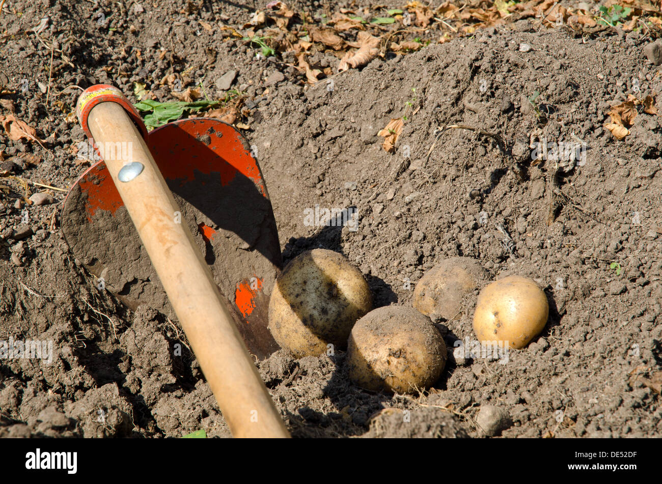 Piccone da giardino immagini e fotografie stock ad alta risoluzione - Alamy