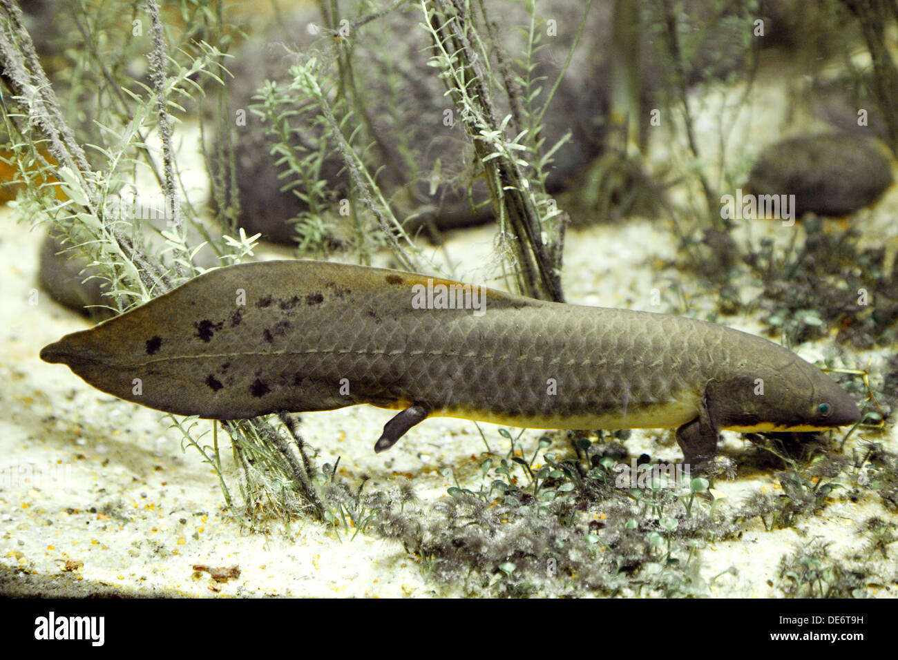 Un lungfish o salamanderfish, genere Dipnoi Foto stock - Alamy