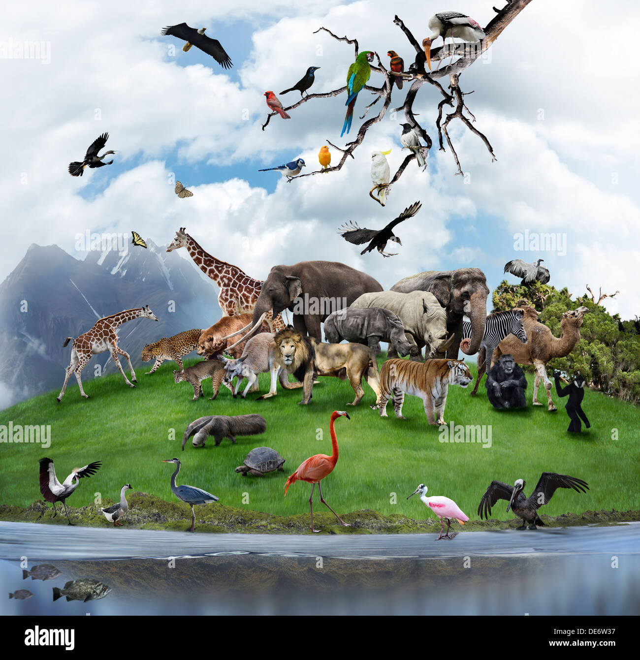 Natura Collage con animali selvatici ed uccelli Foto stock - Alamy