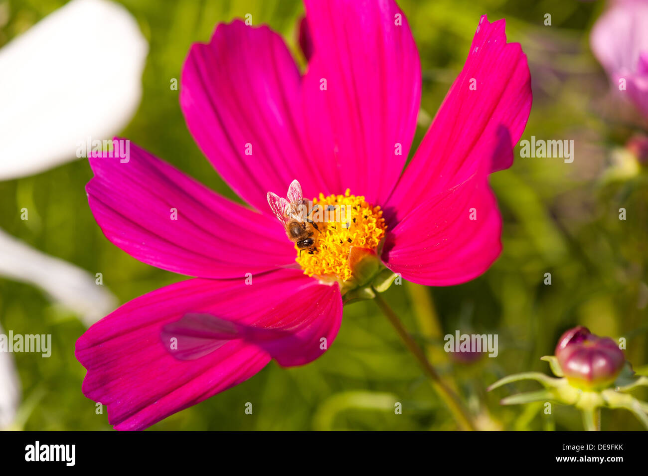 Ape operaia immagini e fotografie stock ad alta risoluzione - Alamy
