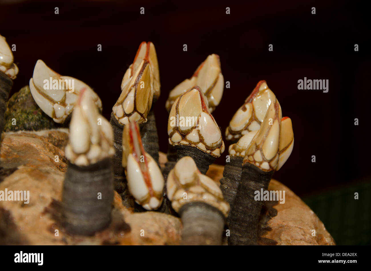 Cirripedi a stelo immagini e fotografie stock ad alta risoluzione - Alamy