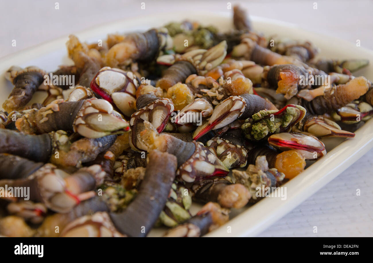 Percebes gooseneck barnacles seafood immagini e fotografie stock ad ...
