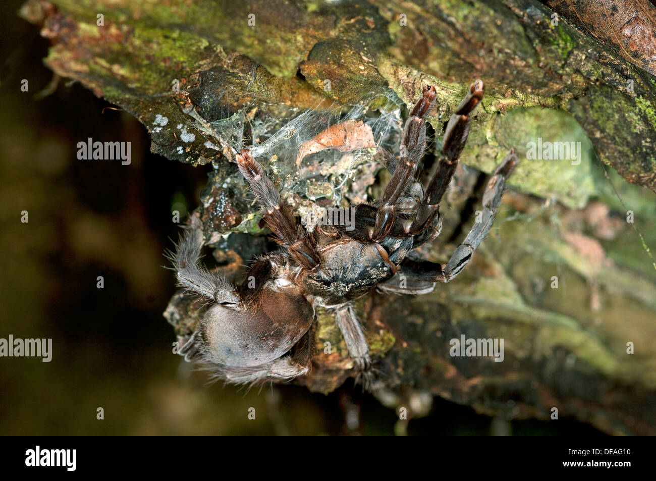 Ragno della foresta pluviale immagini e fotografie stock ad alta ...