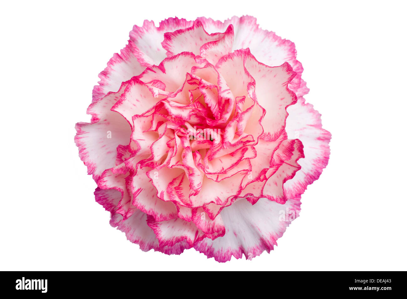 Garofano dianthus caryophyllus immagini e fotografie stock ad alta ...