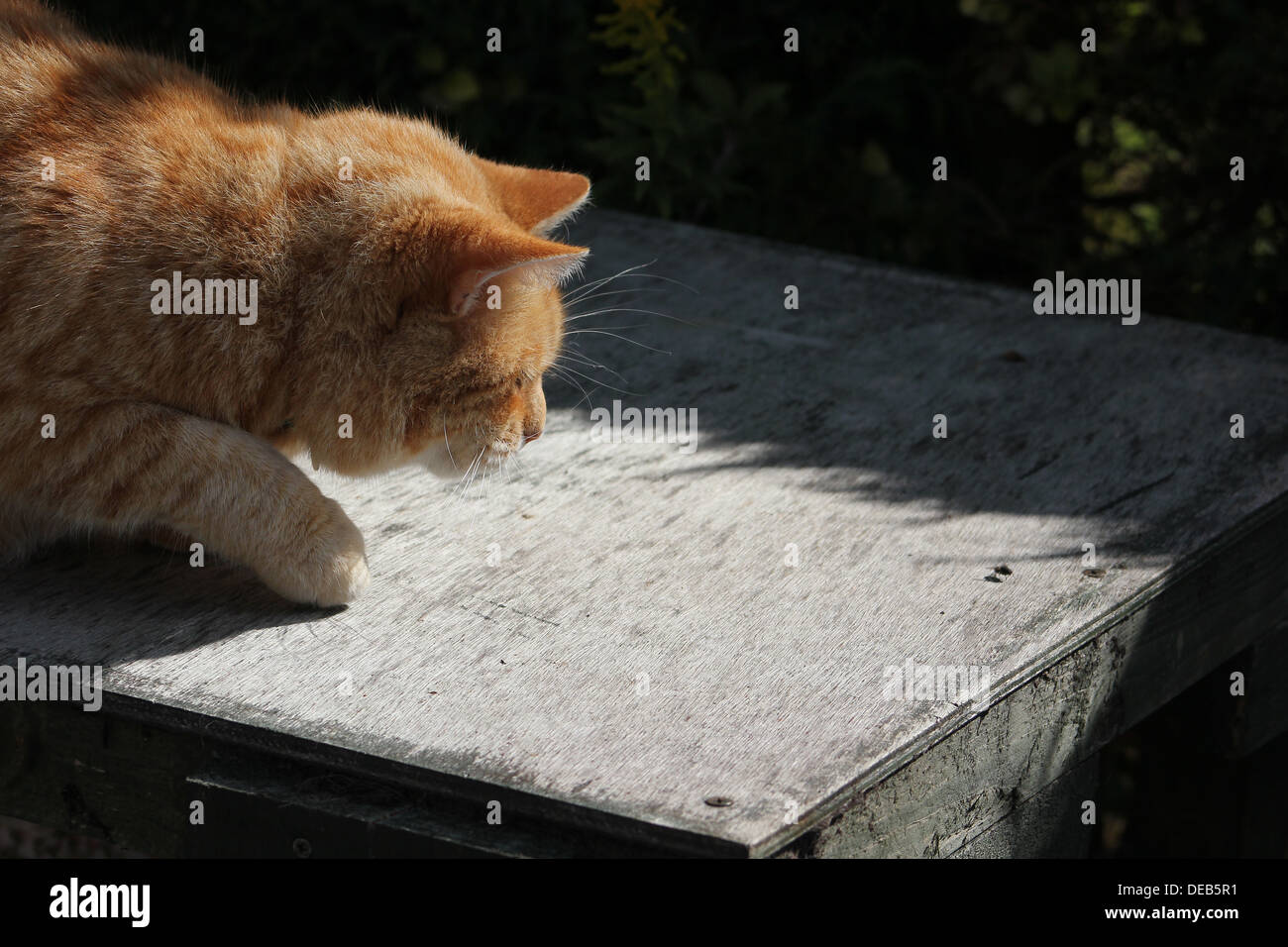 Caccia alle mosche immagini e fotografie stock ad alta risoluzione - Alamy