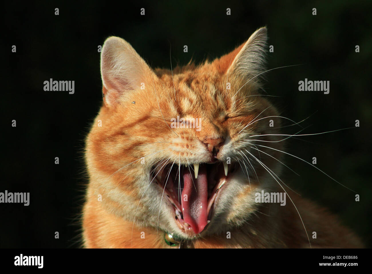 Il gatto che ride immagini e fotografie stock ad alta risoluzione - Alamy