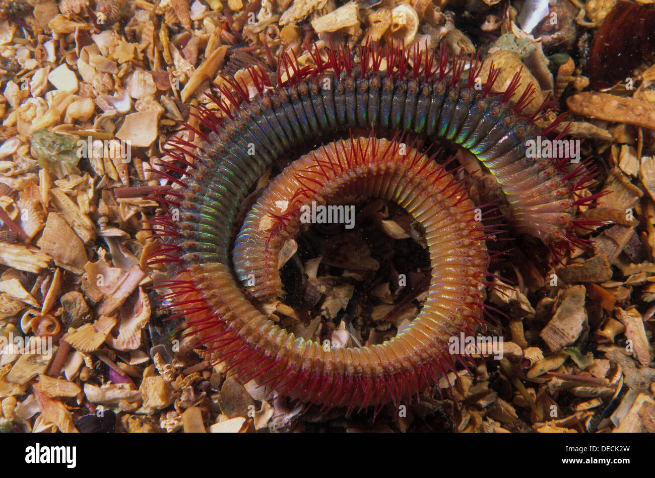 Marphysa sanguinea immagini e fotografie stock ad alta risoluzione - Alamy