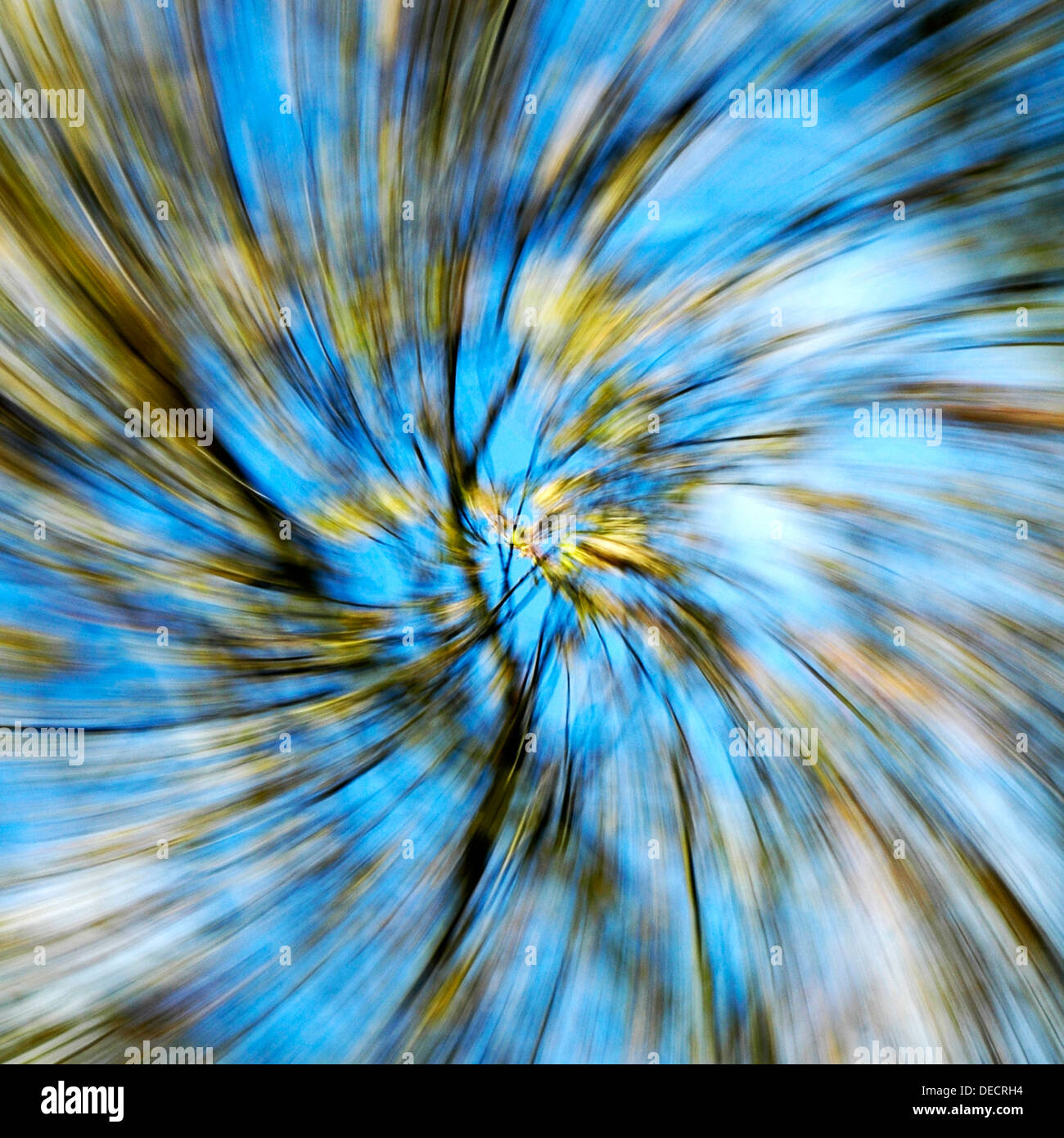 In una serie di nove fotografie astratte immagini di fiori e alberi ...