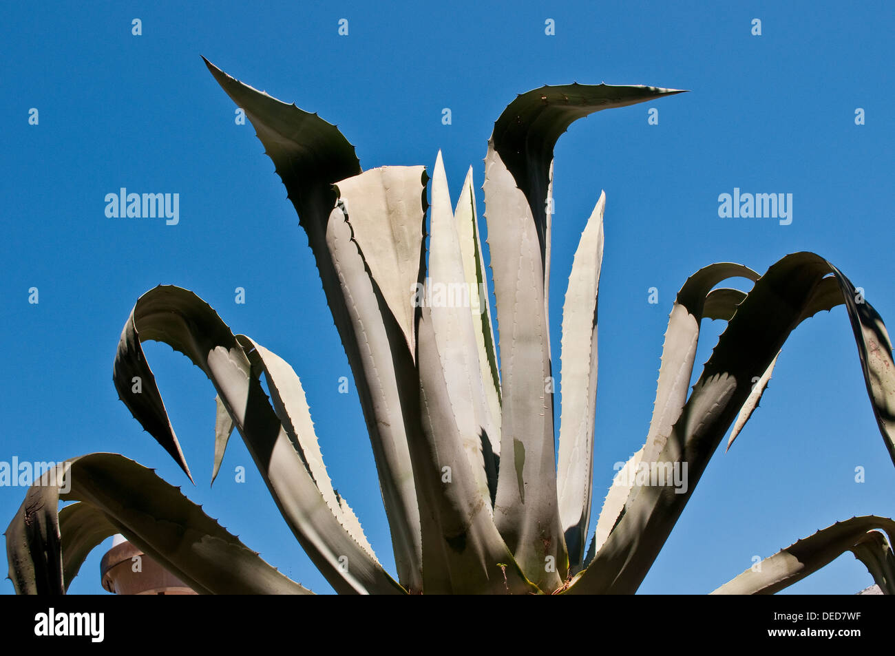 Pianta di agave immagini e fotografie stock ad alta risoluzione - Alamy
