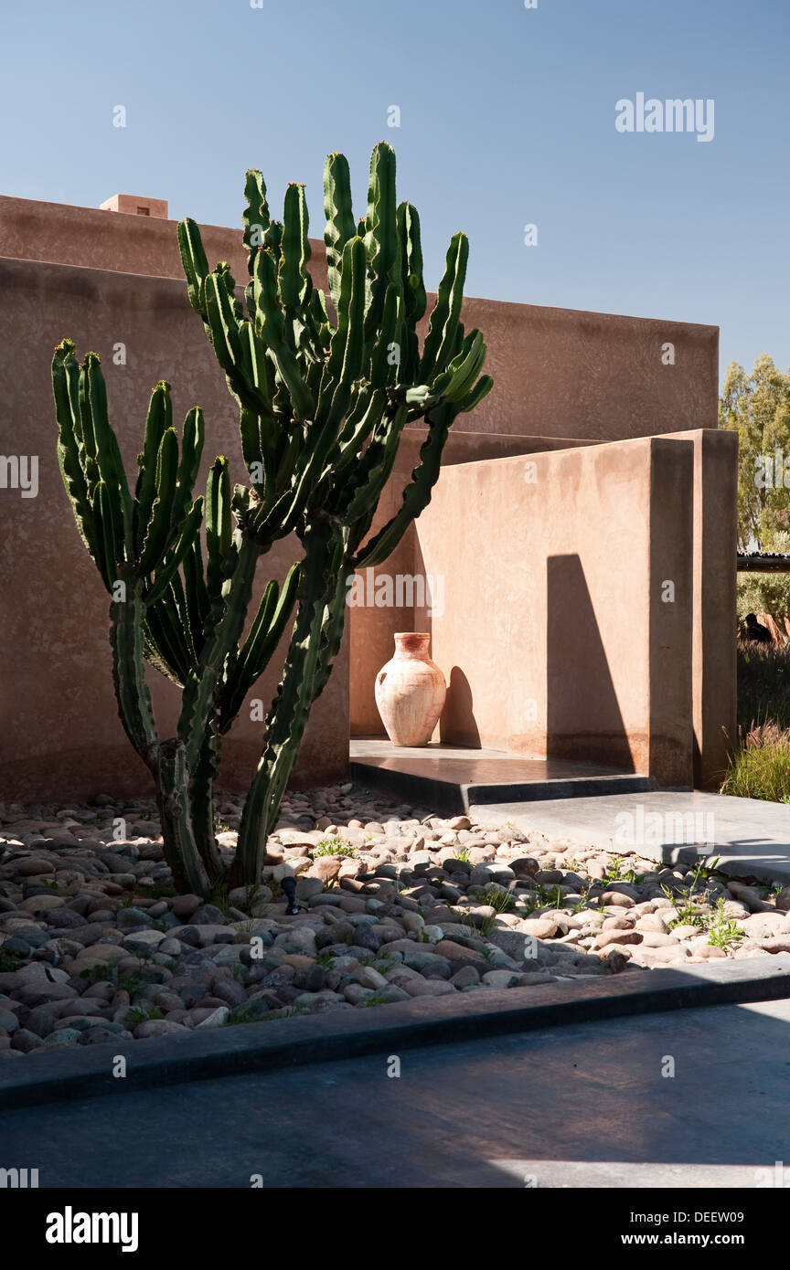 Pianta cactacea immagini e fotografie stock ad alta risoluzione - Alamy