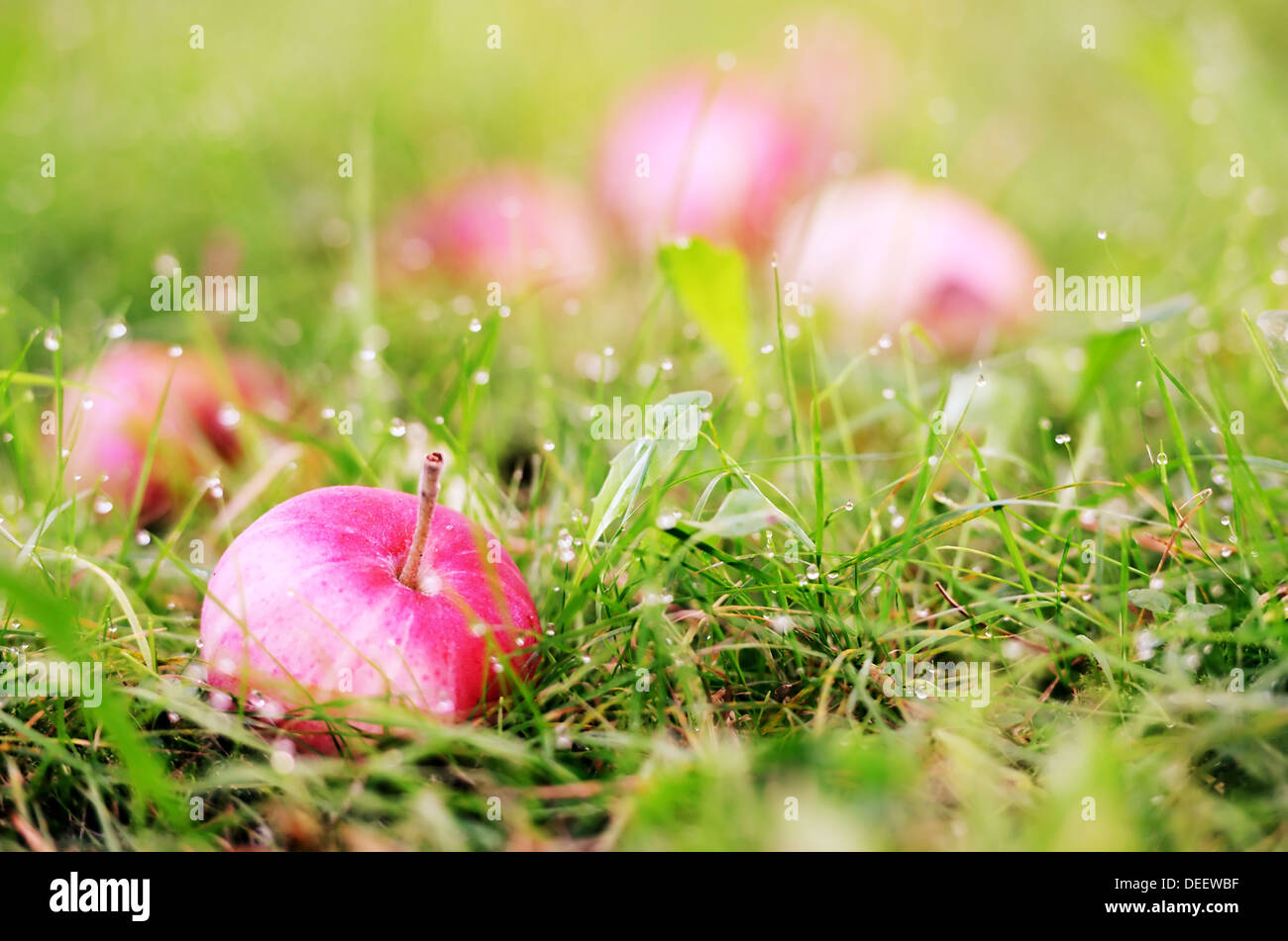 Erba con gocce di rugiada immagini e fotografie stock ad alta ...