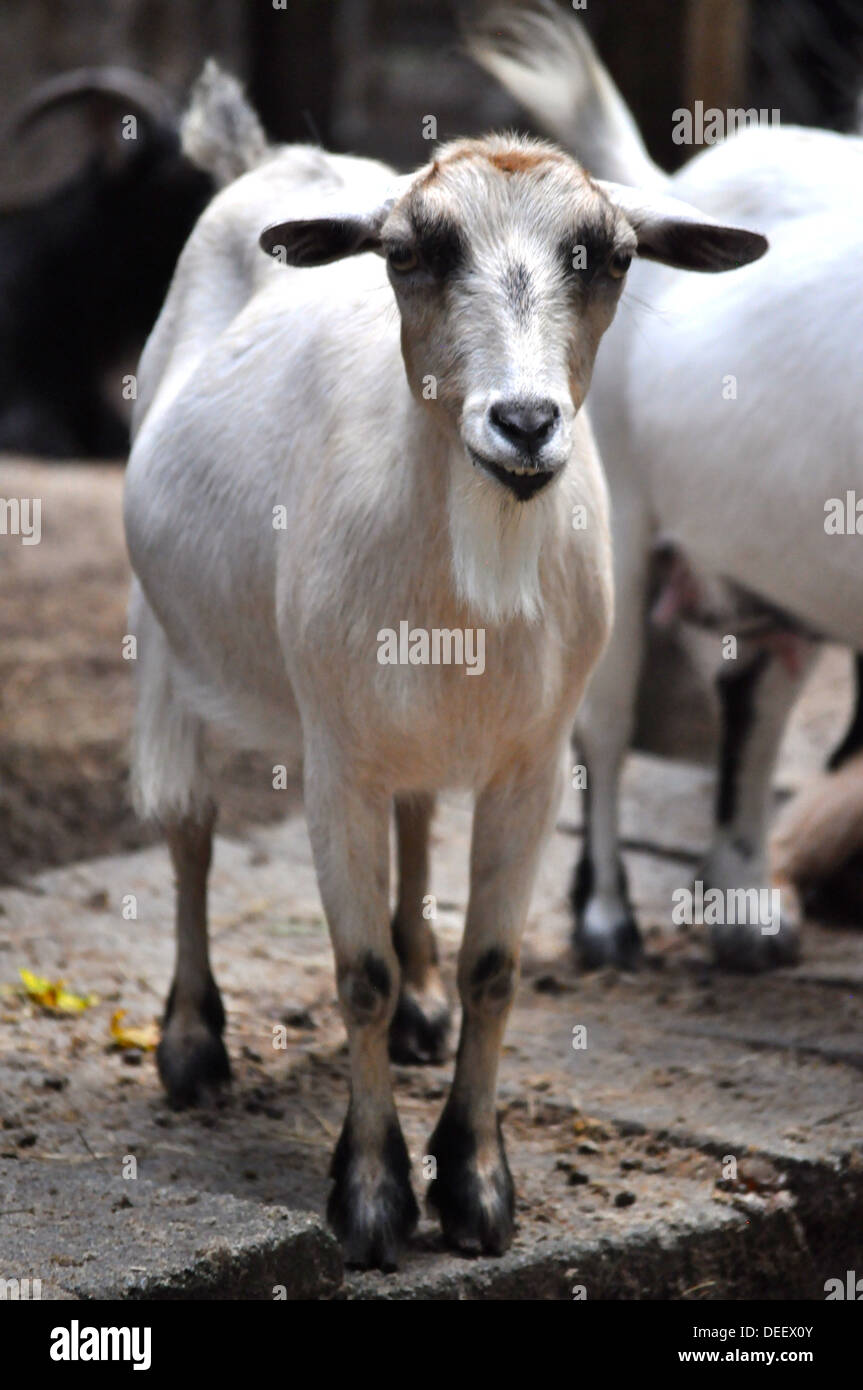 Zoccoli di capra immagini e fotografie stock ad alta risoluzione - Alamy