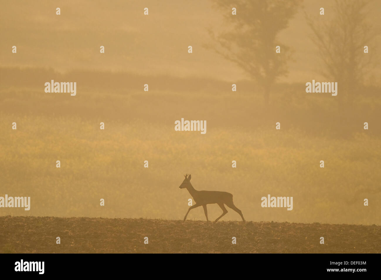 Scena dei cervi immagini e fotografie stock ad alta risoluzione - Alamy
