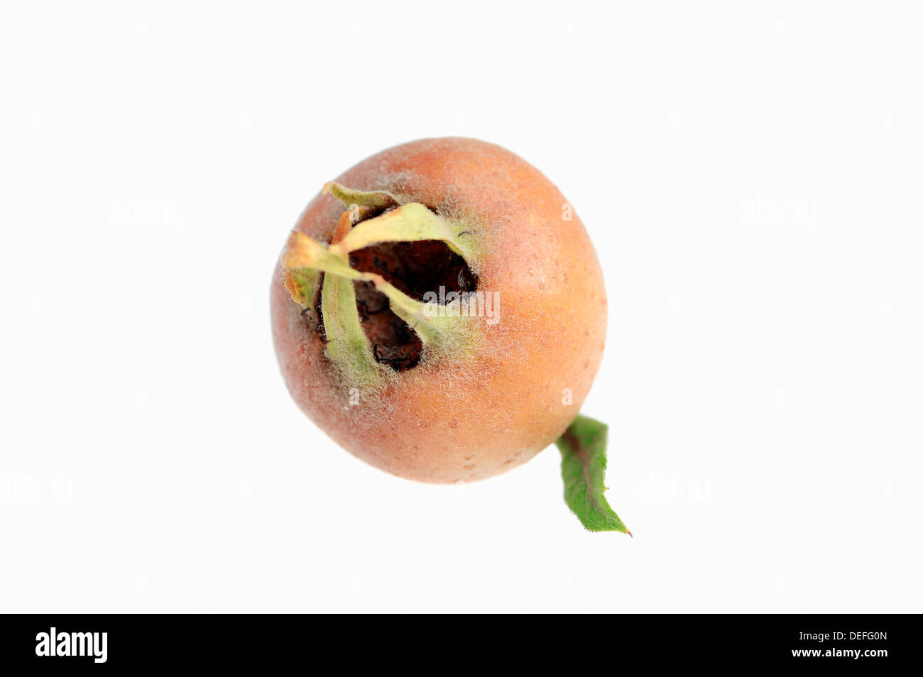 Nespola comune immagini e fotografie stock ad alta risoluzione - Alamy