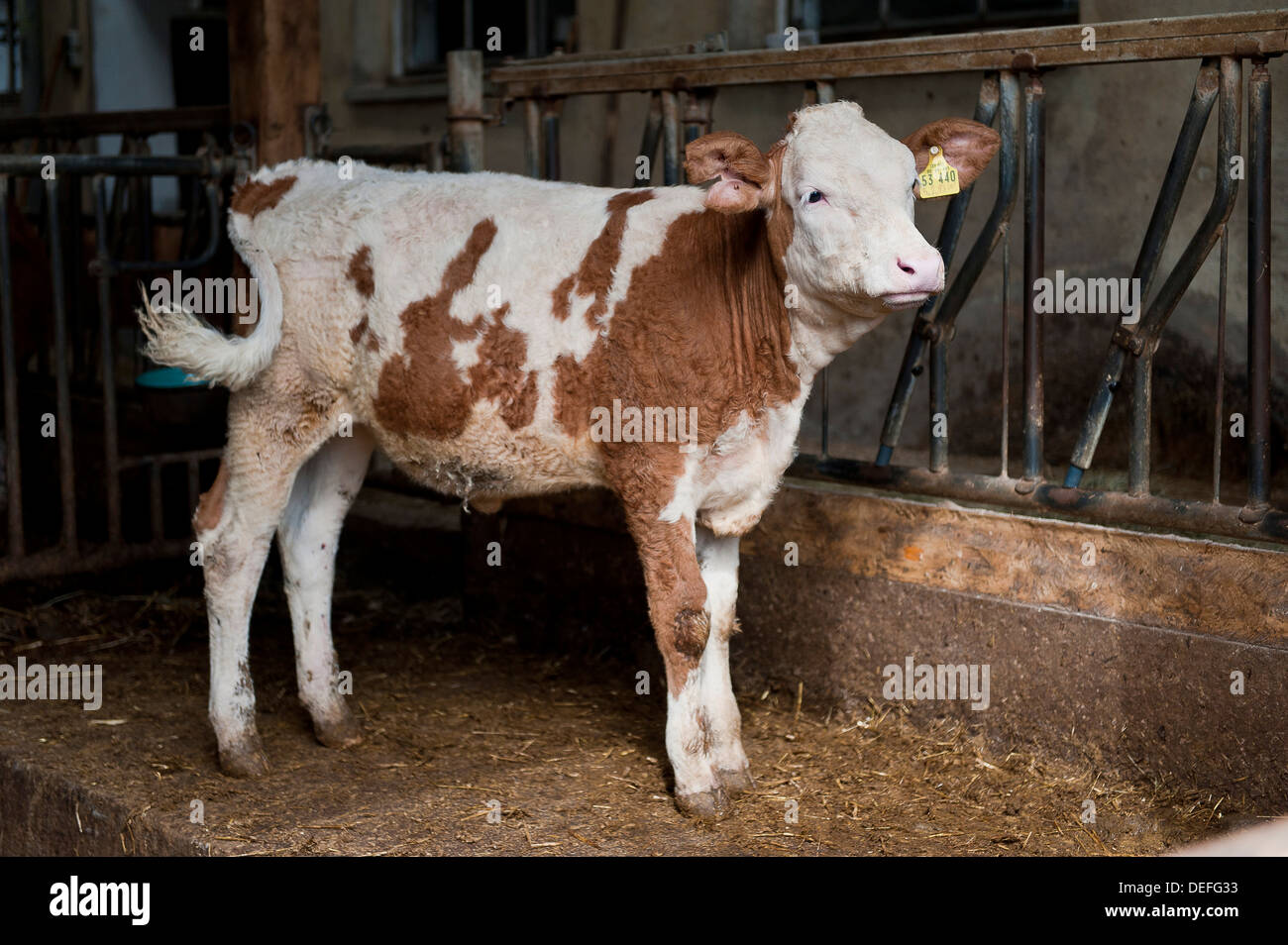 Mucca e vitello nella stalla immagini e fotografie stock ad alta ...