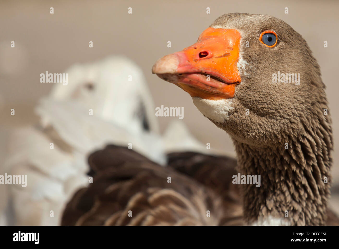 Oca domestica immagini e fotografie stock ad alta risoluzione - Alamy