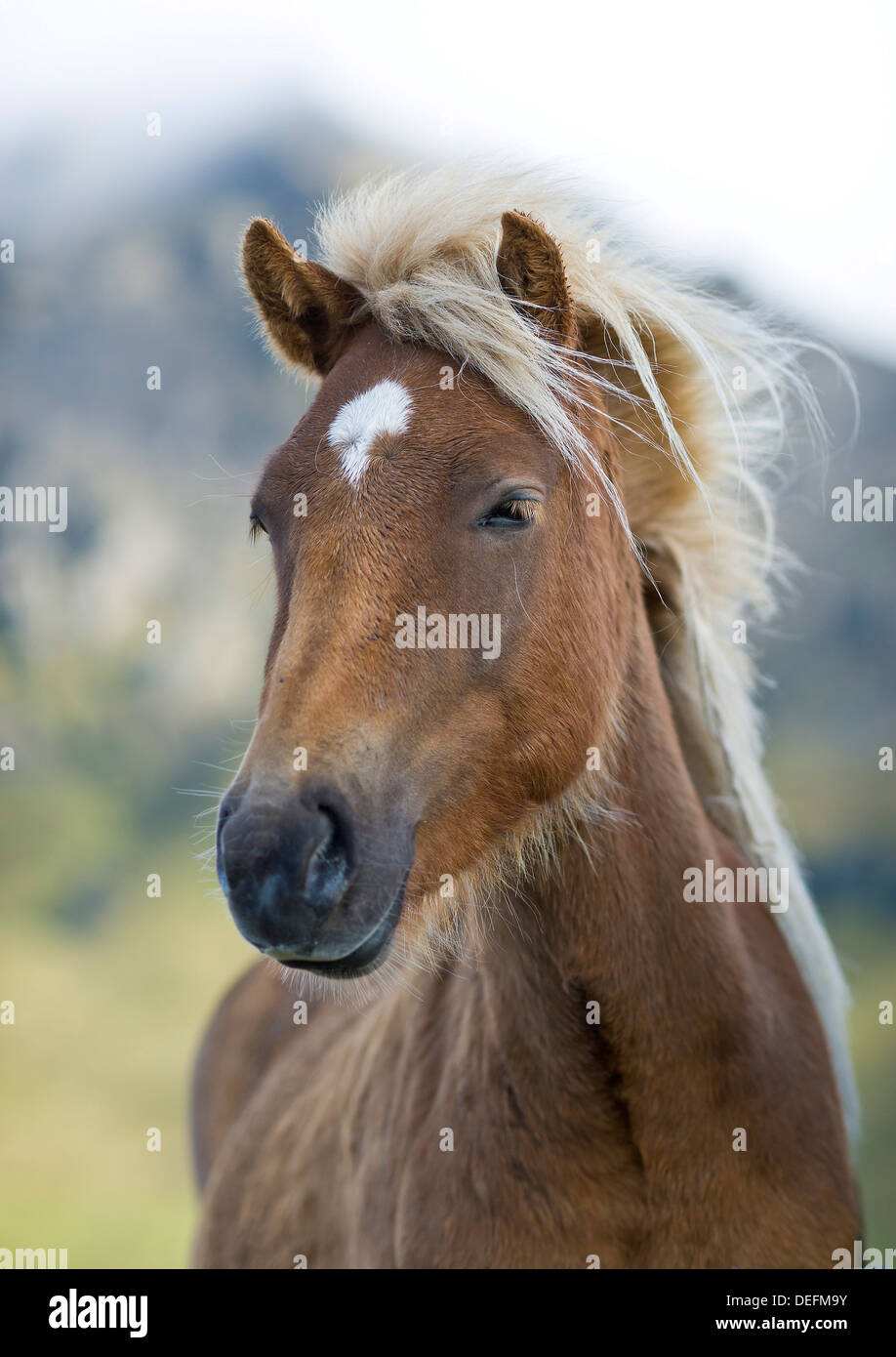 Fauna selvatica delle regioni polari immagini e fotografie stock ad ...