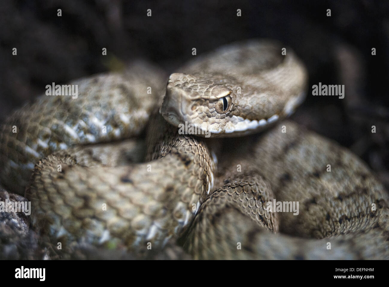 Italy vipera aspis immagini e fotografie stock ad alta risoluzione - Alamy