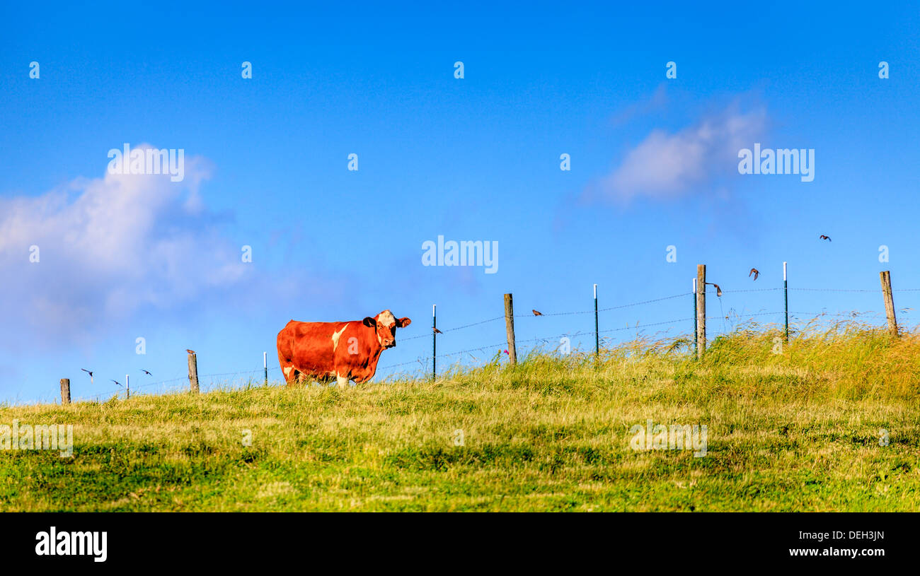 Fattoria delle mucche immagini e fotografie stock ad alta risoluzione ...