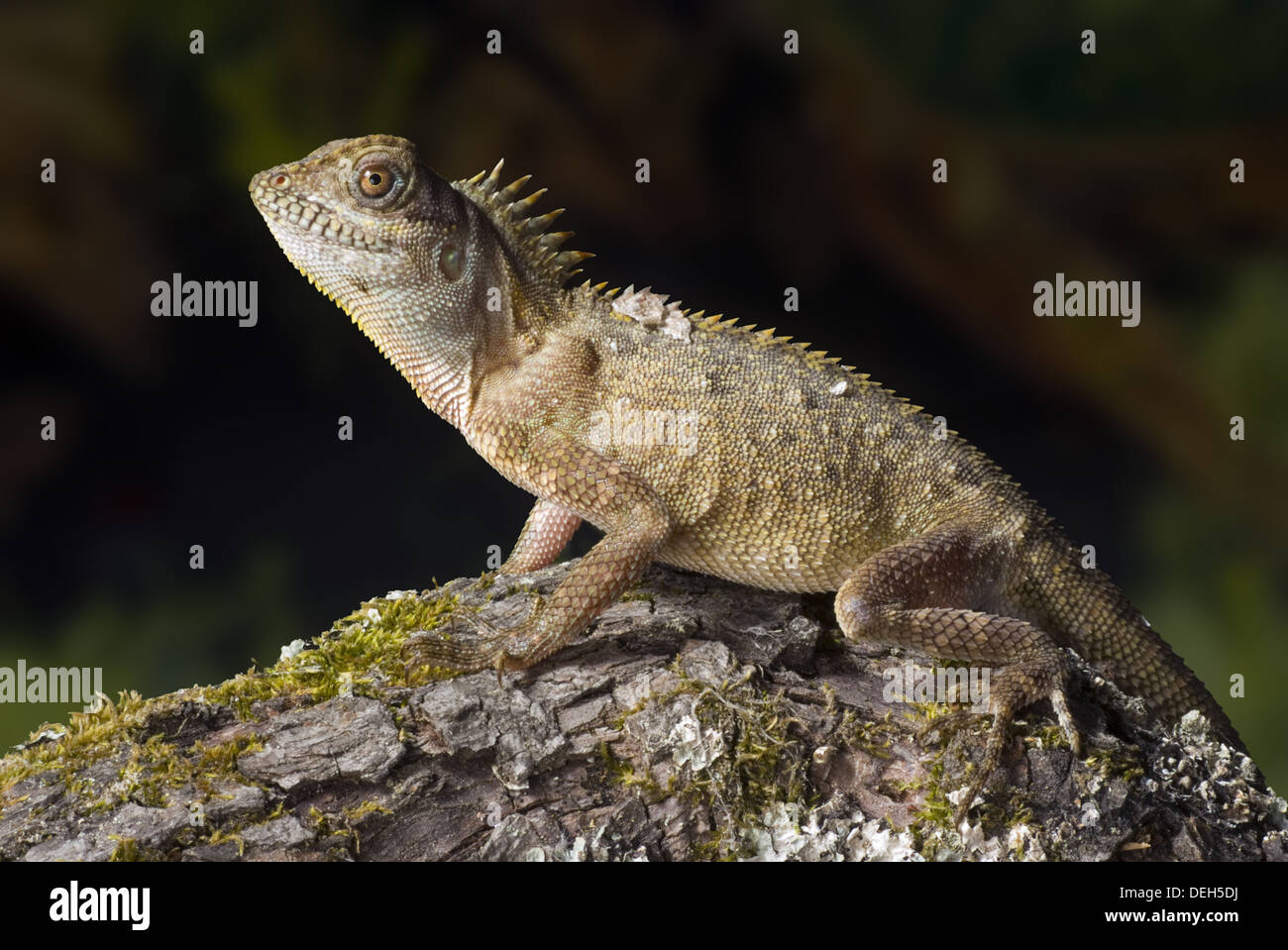 Lucertola cornuta di montagna immagini e fotografie stock ad alta ...