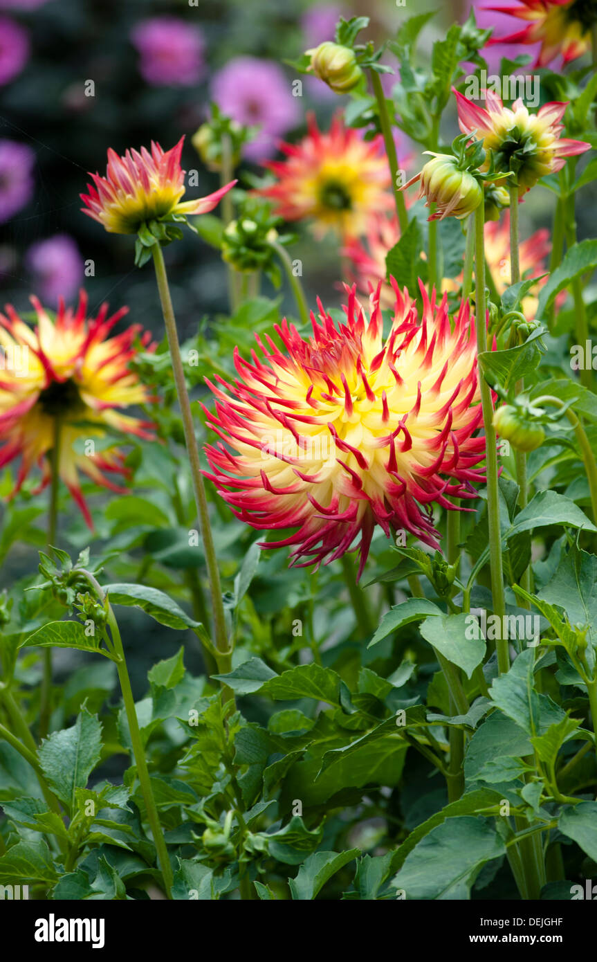 Jessica rossa immagini e fotografie stock ad alta risoluzione - Alamy