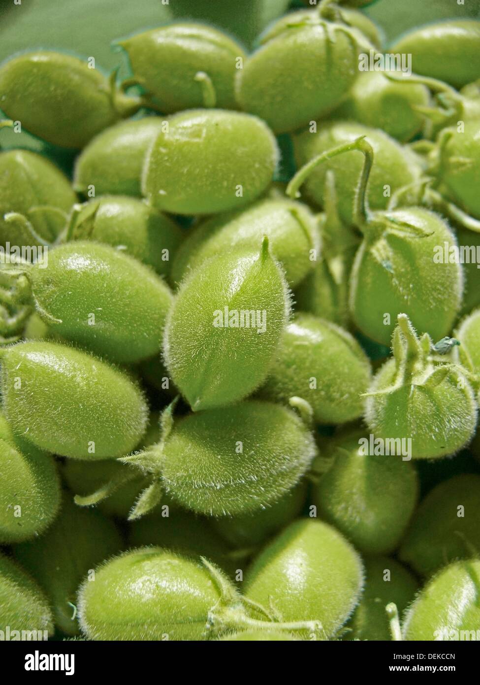 Ceci cicer arietinum immagini e fotografie stock ad alta risoluzione ...