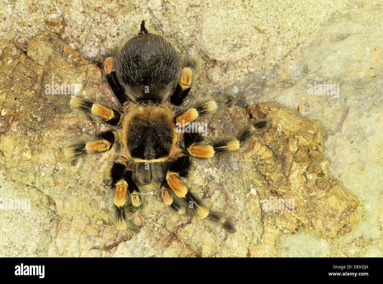 Tarantula Theraphosidae Immagini e Fotos Stock - Alamy