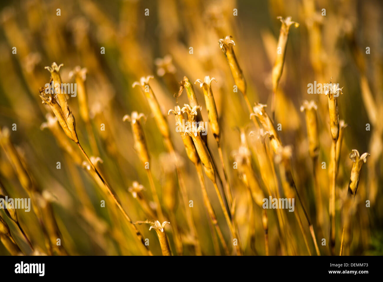 Monte erba immagini e fotografie stock ad alta risoluzione - Alamy