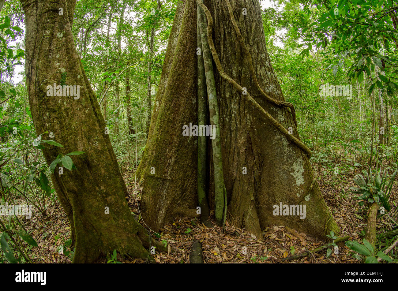 Cedro legname della foresta pluviale tree Cedrela odorata (talvolta ...