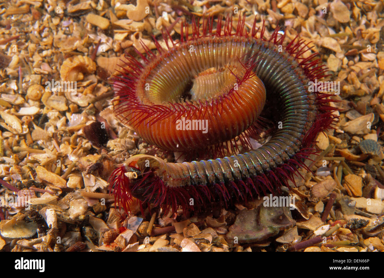 Marphysa sanguinea immagini e fotografie stock ad alta risoluzione - Alamy