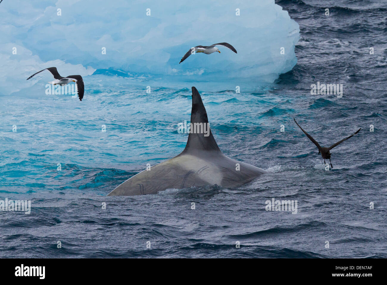 Killer Whale Orca Tooth Orcinus Immagini e Fotos Stock - Alamy