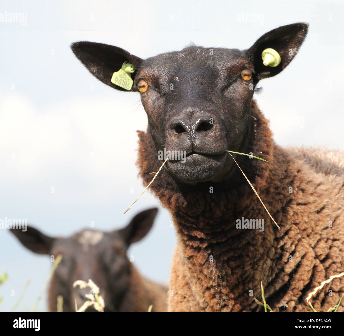 Pecore nere immagini e fotografie stock ad alta risoluzione - Alamy