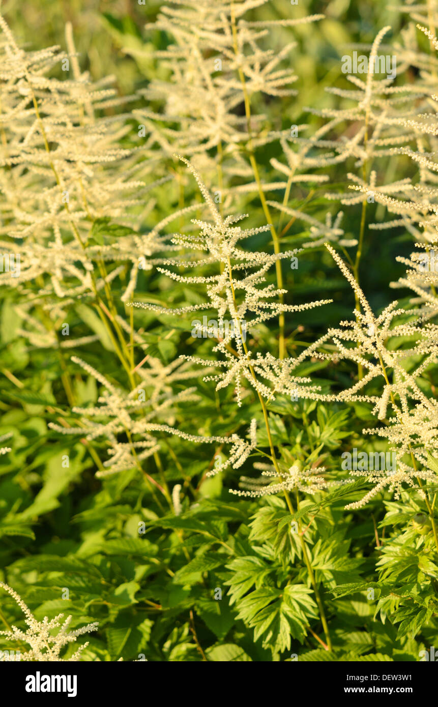 Barba di capre aruncus dioicus immagini e fotografie stock ad alta ...