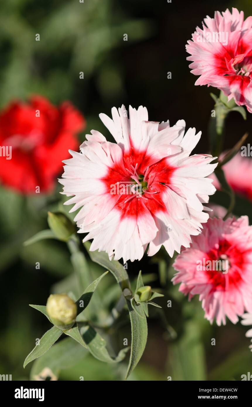 Arcobaleno rosa dianthus chinensis immagini e fotografie stock ad alta ...
