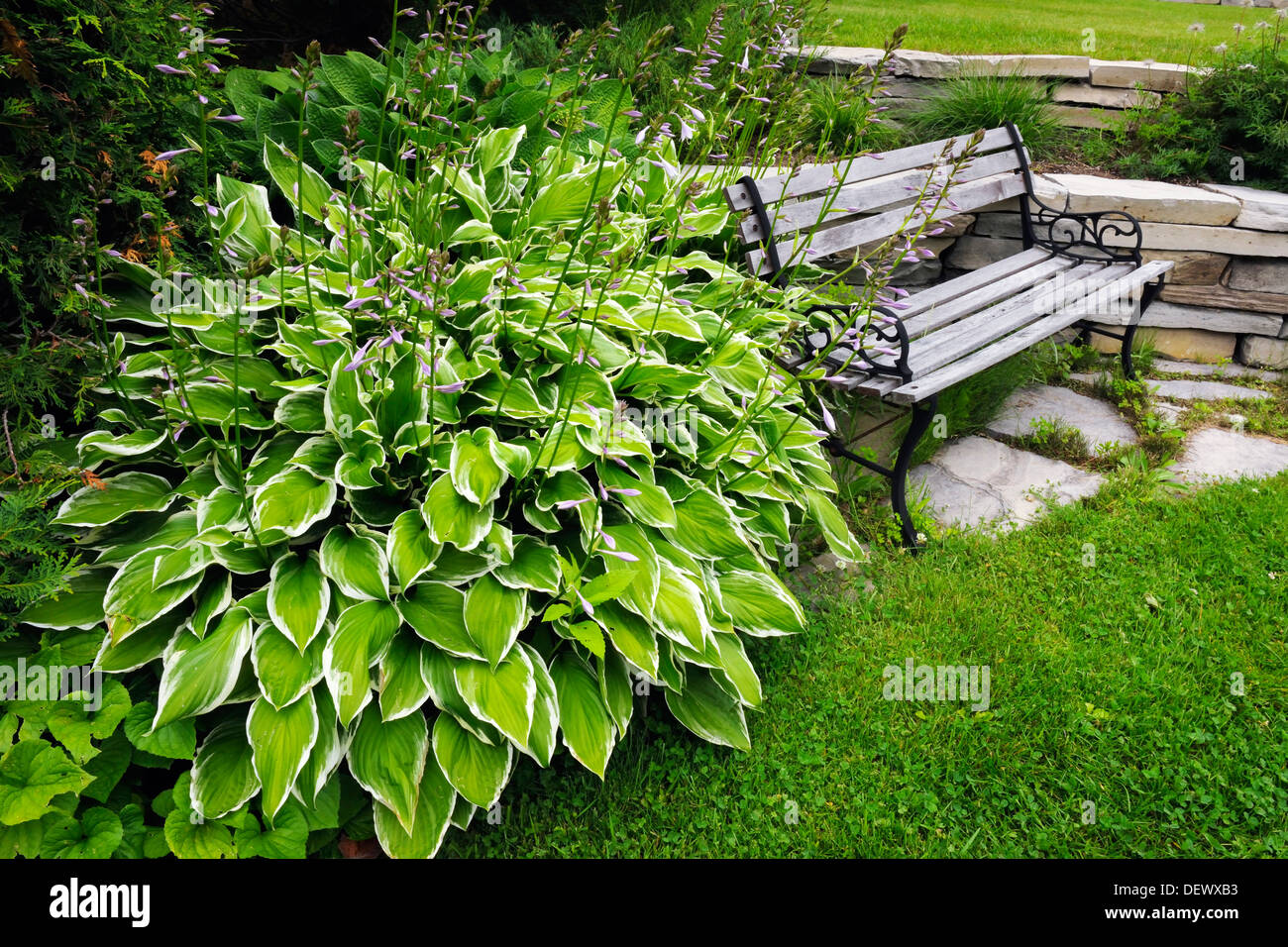 Pianta di hosta variegata immagini e fotografie stock ad alta ...
