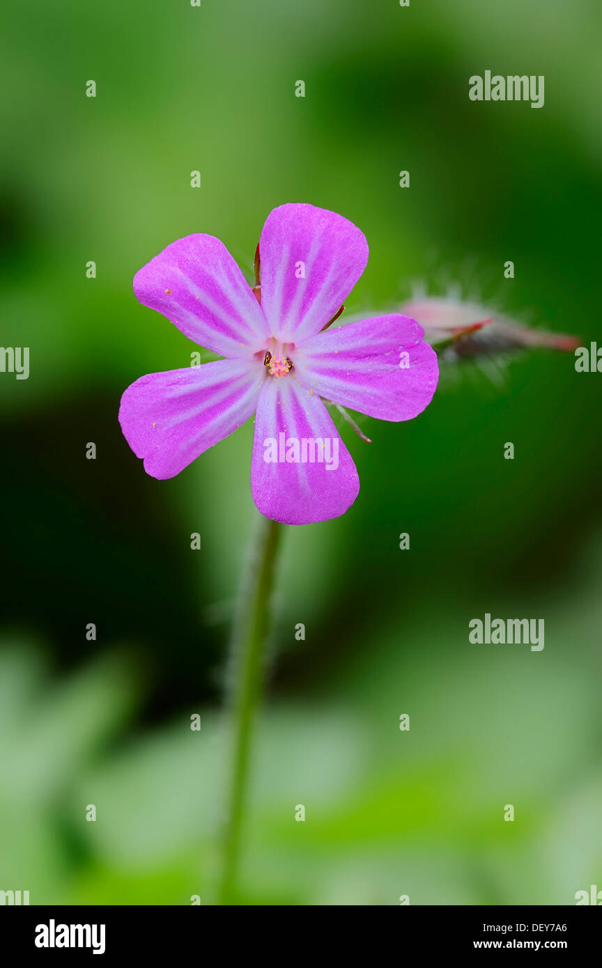 Geranio un unico fiore immagini e fotografie stock ad alta risoluzione ...