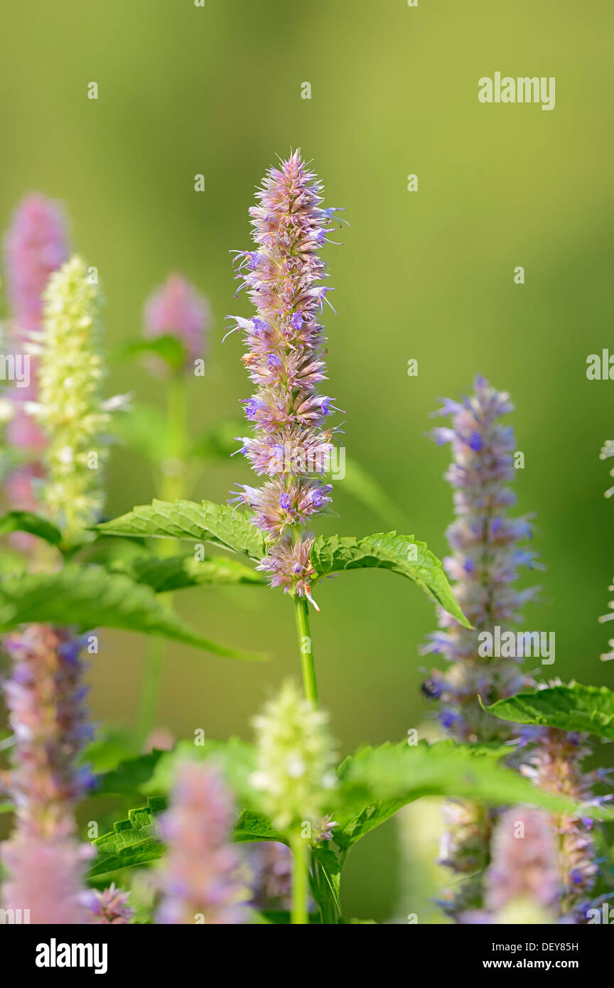 Agastache anethiodora immagini e fotografie stock ad alta risoluzione ...