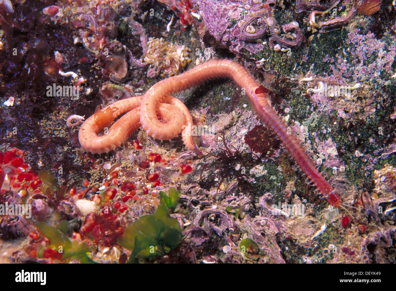 Eulalia viridis immagini e fotografie stock ad alta risoluzione - Alamy
