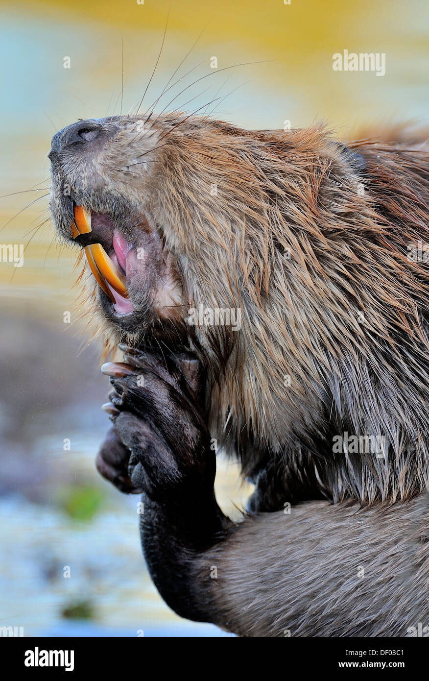 Mento animale immagini e fotografie stock ad alta risoluzione - Alamy