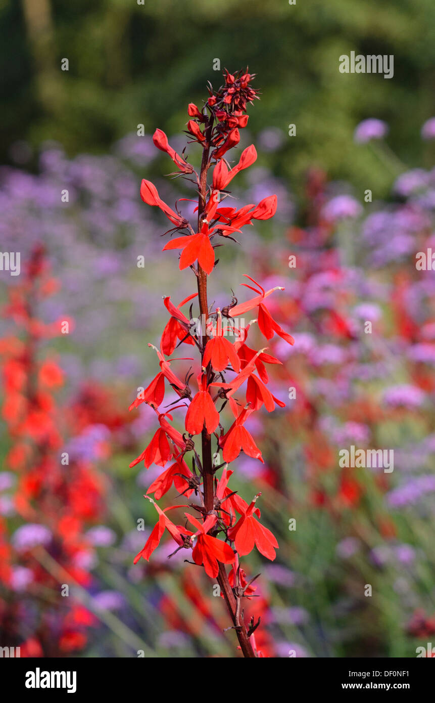 Scarlet lobelia immagini e fotografie stock ad alta risoluzione - Alamy