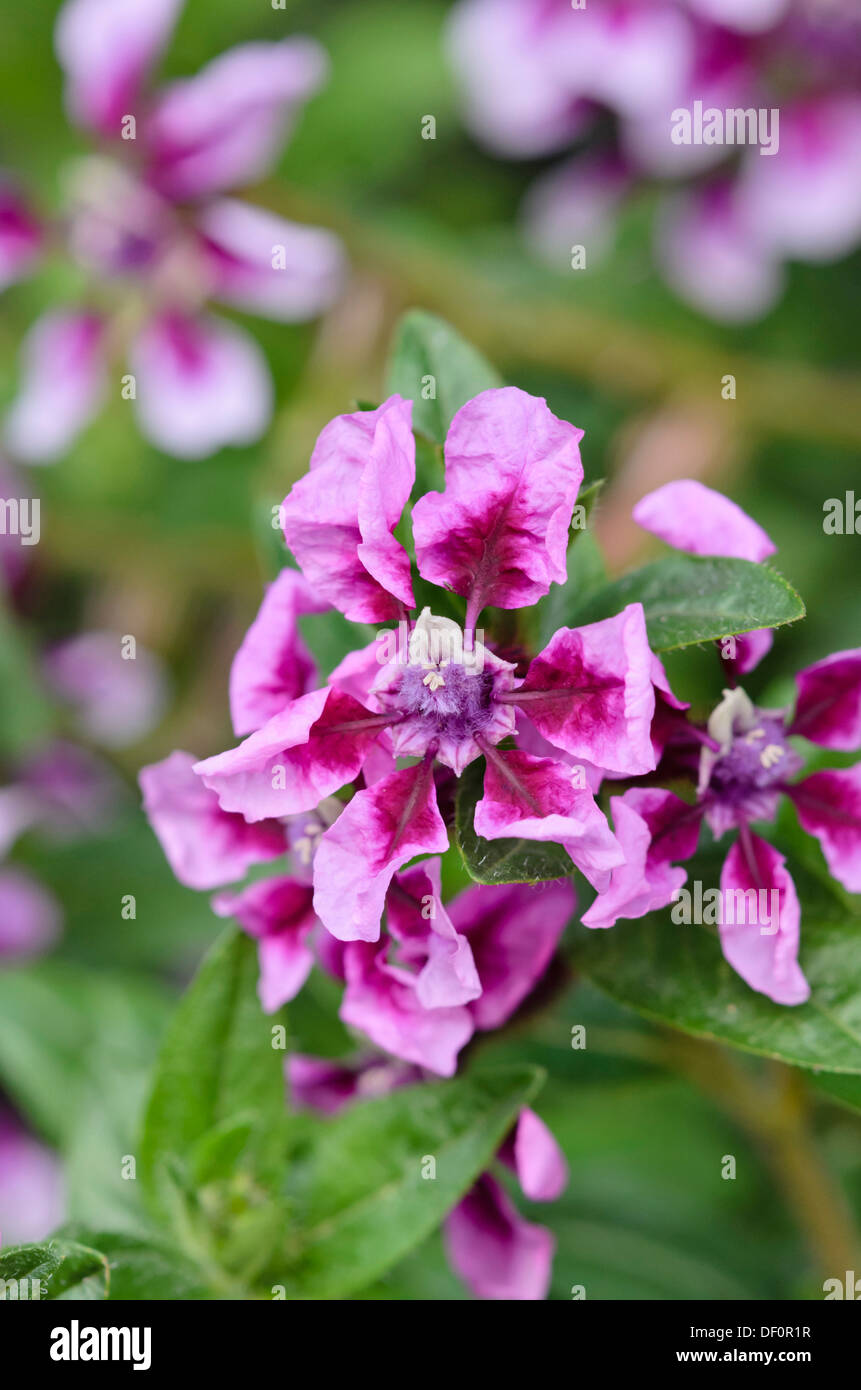Cuphea procumbens immagini e fotografie stock ad alta risoluzione - Alamy