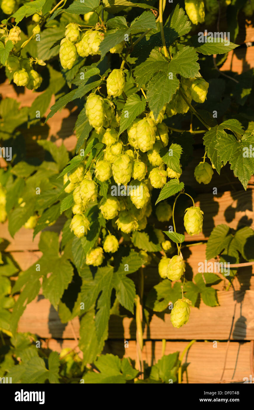 Humulus lupulus plant immagini e fotografie stock ad alta risoluzione ...