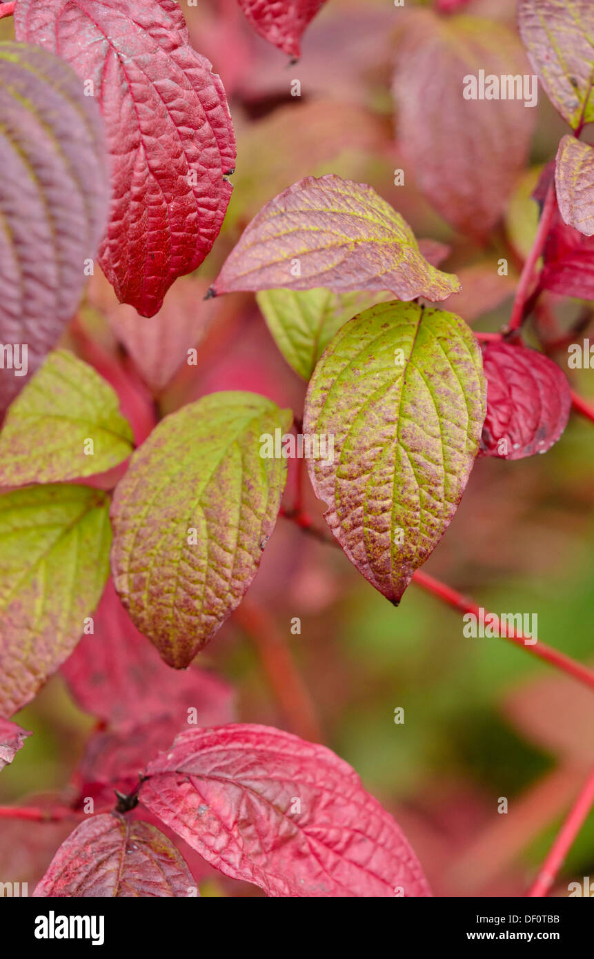 Cornus sanguinea immagini e fotografie stock ad alta risoluzione - Alamy
